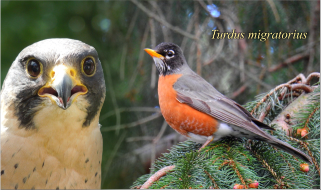 El halcón peregrino: visión, vuelo aerodinámico,… — Hive