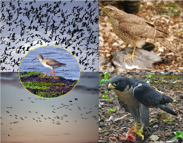 El halcón peregrino: visión, vuelo aerodinámico,… — Hive