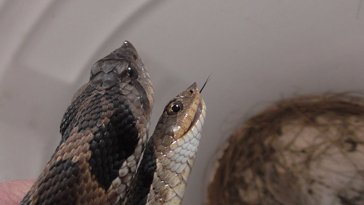 THE EASTERN HOGNOSE SNAKE - A PHOTOGRAPHIC EXPERIENCE PLUS A FEW SHORT ...