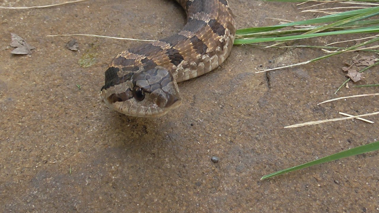 THE EASTERN HOGNOSE SNAKE - A PHOTOGRAPHIC EXPERIENCE PLUS A FEW SHORT ...
