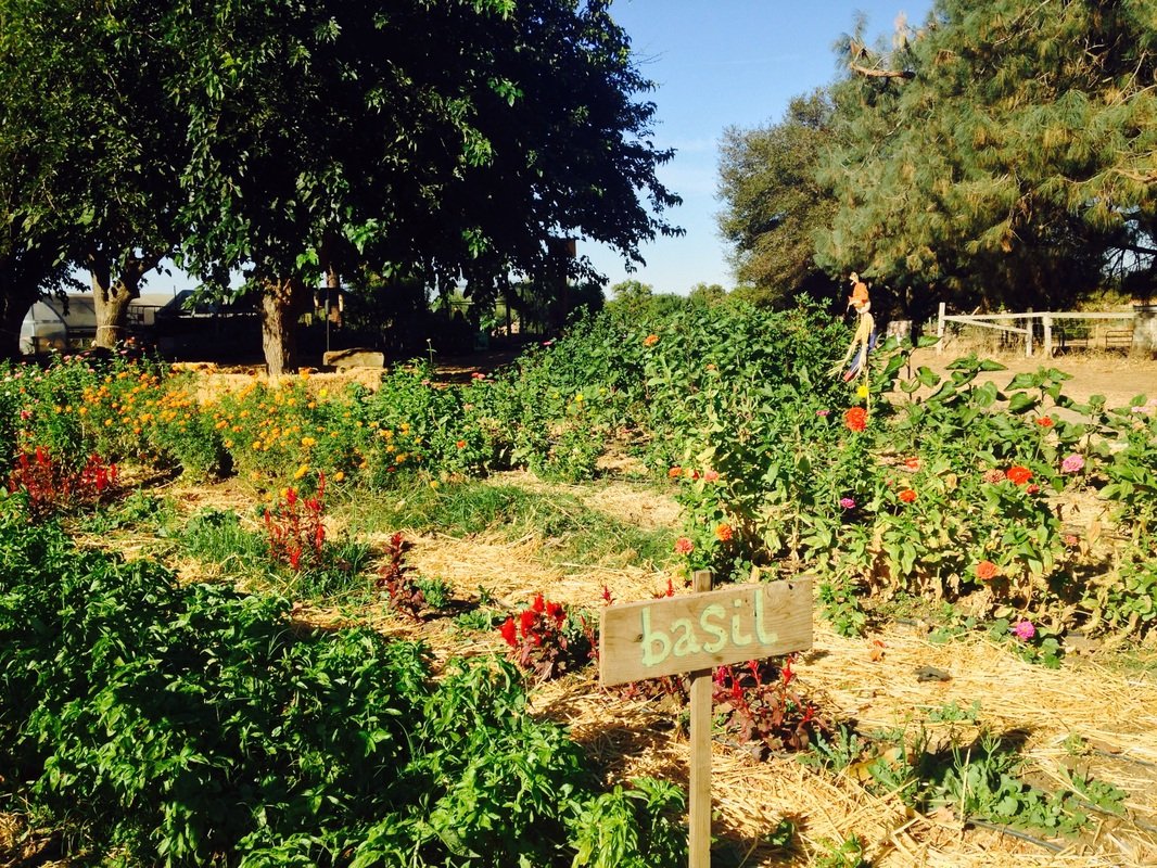 My Experience At California's Soil Born Farms - A Peak Into An Organic ...