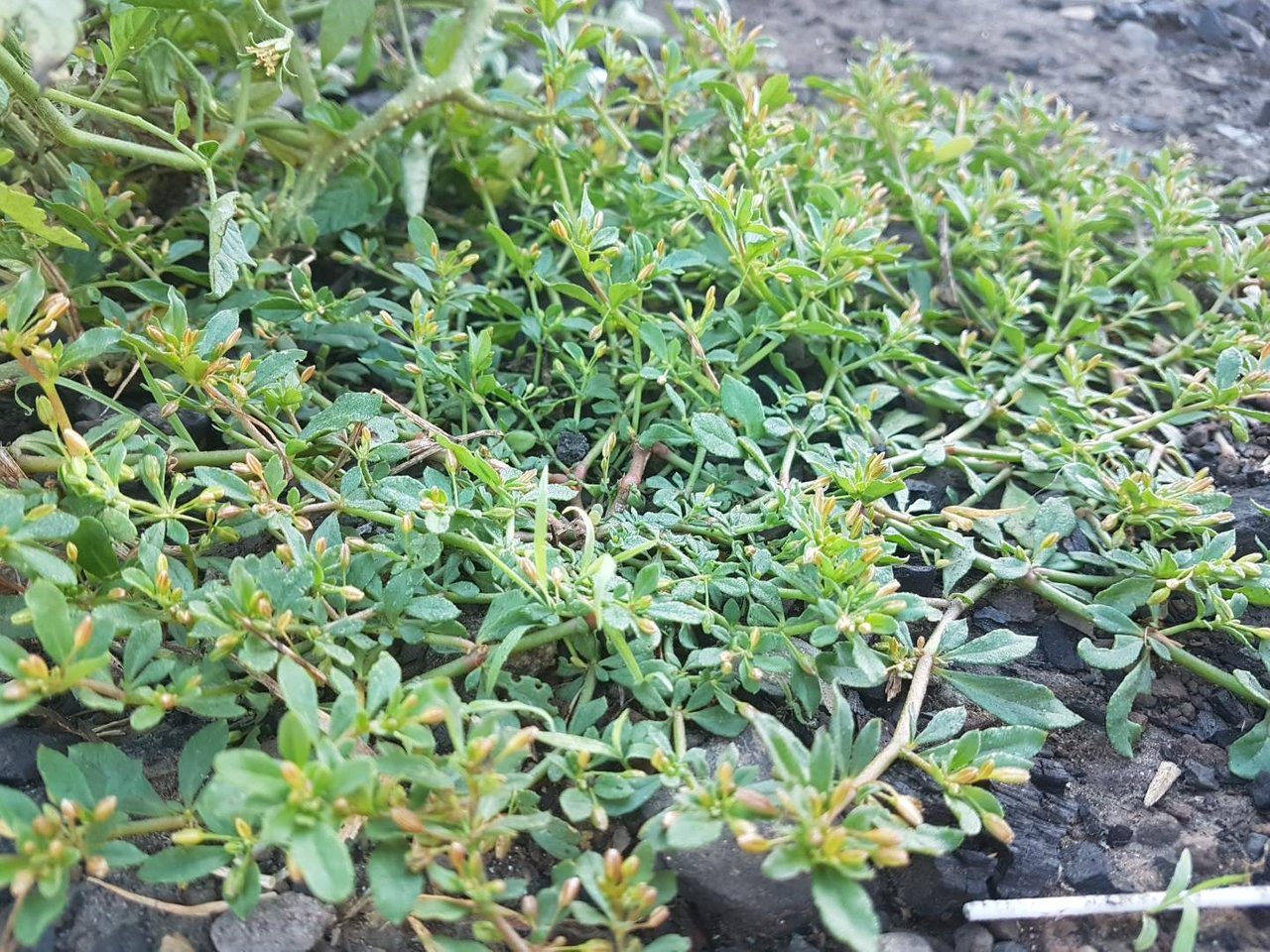 Sarsalida, Papait, Bitter Leaf or Slender Carpetweed to Lower Blood ...