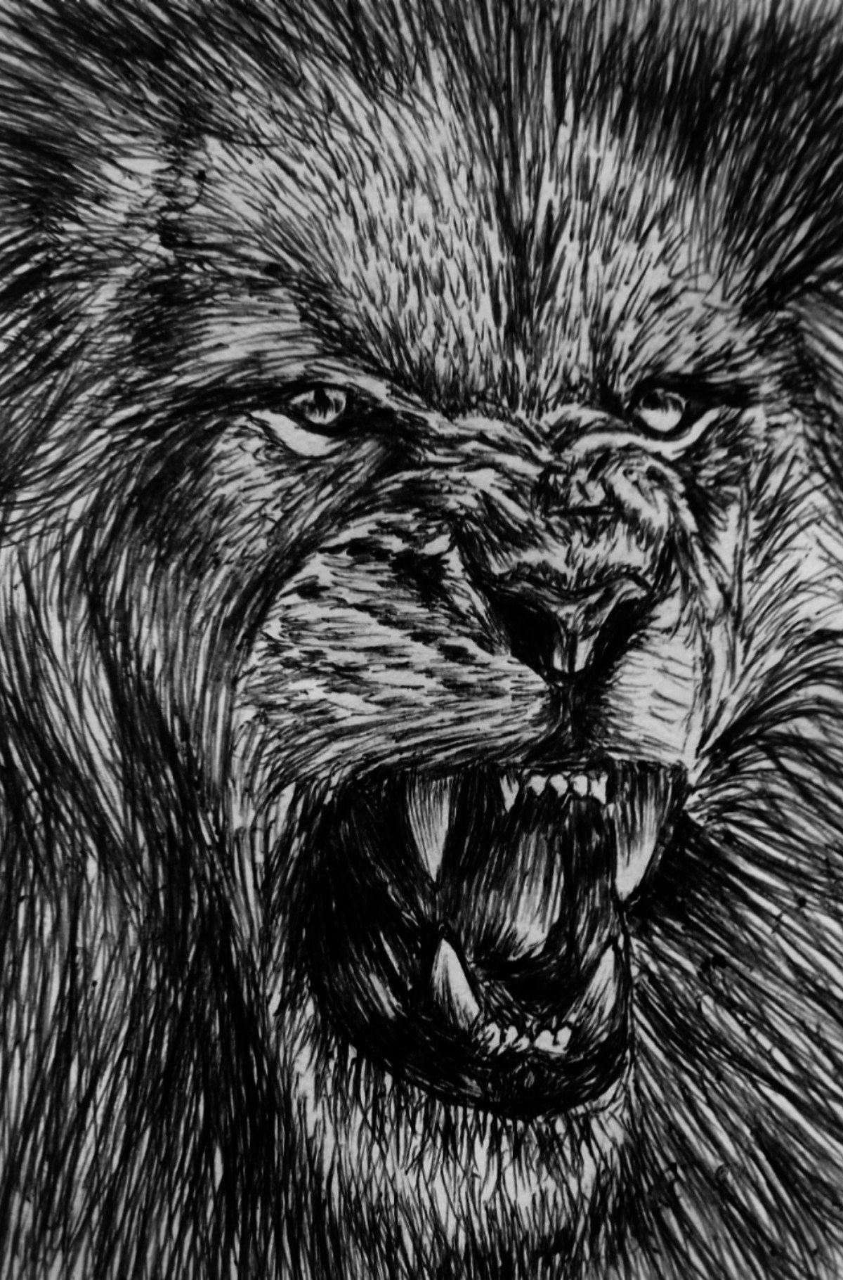 how to draw roaring lion step by step