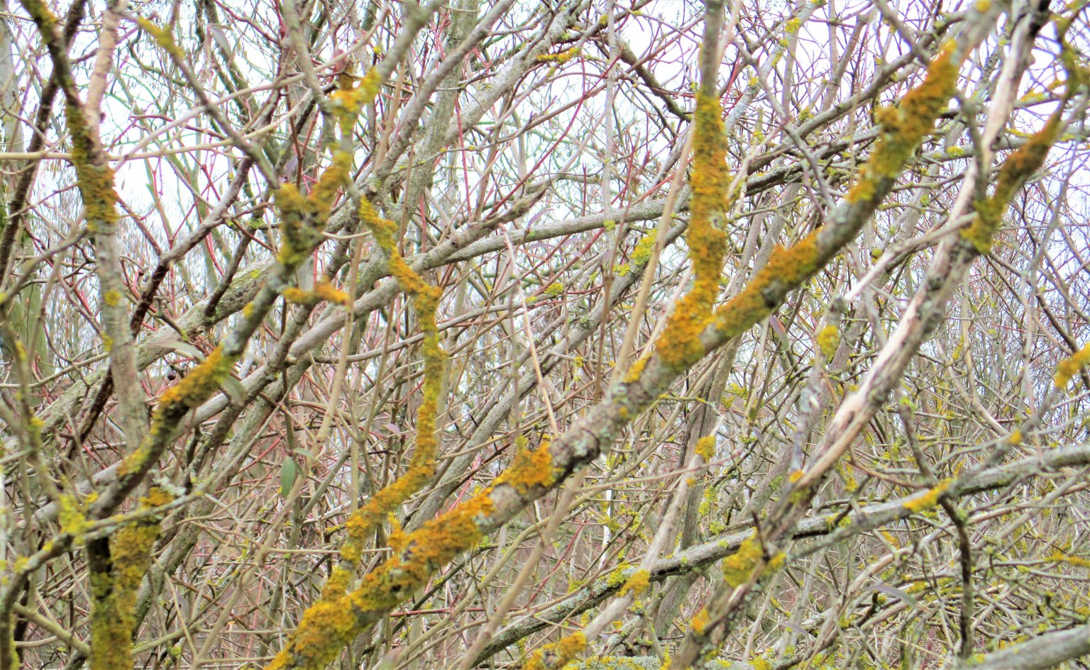 CRYPTOGAMS - What Are They? How Important Are They To Our Planet ? — Hive