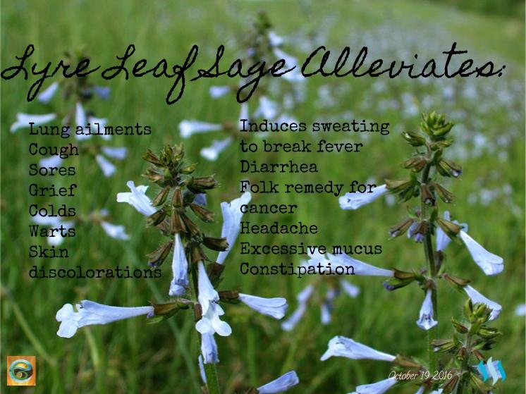 Wildcrafted Medicine: The Incredible Healing Properties of Lyre Leaf ...