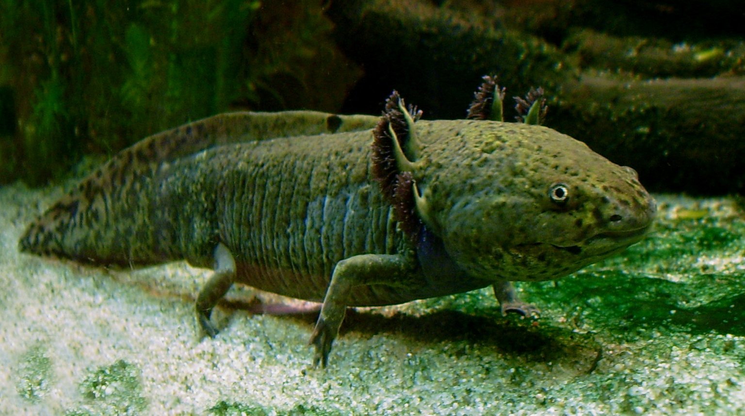 The entire genome of the axolotl (Ambystoma mexicanum) has been ...