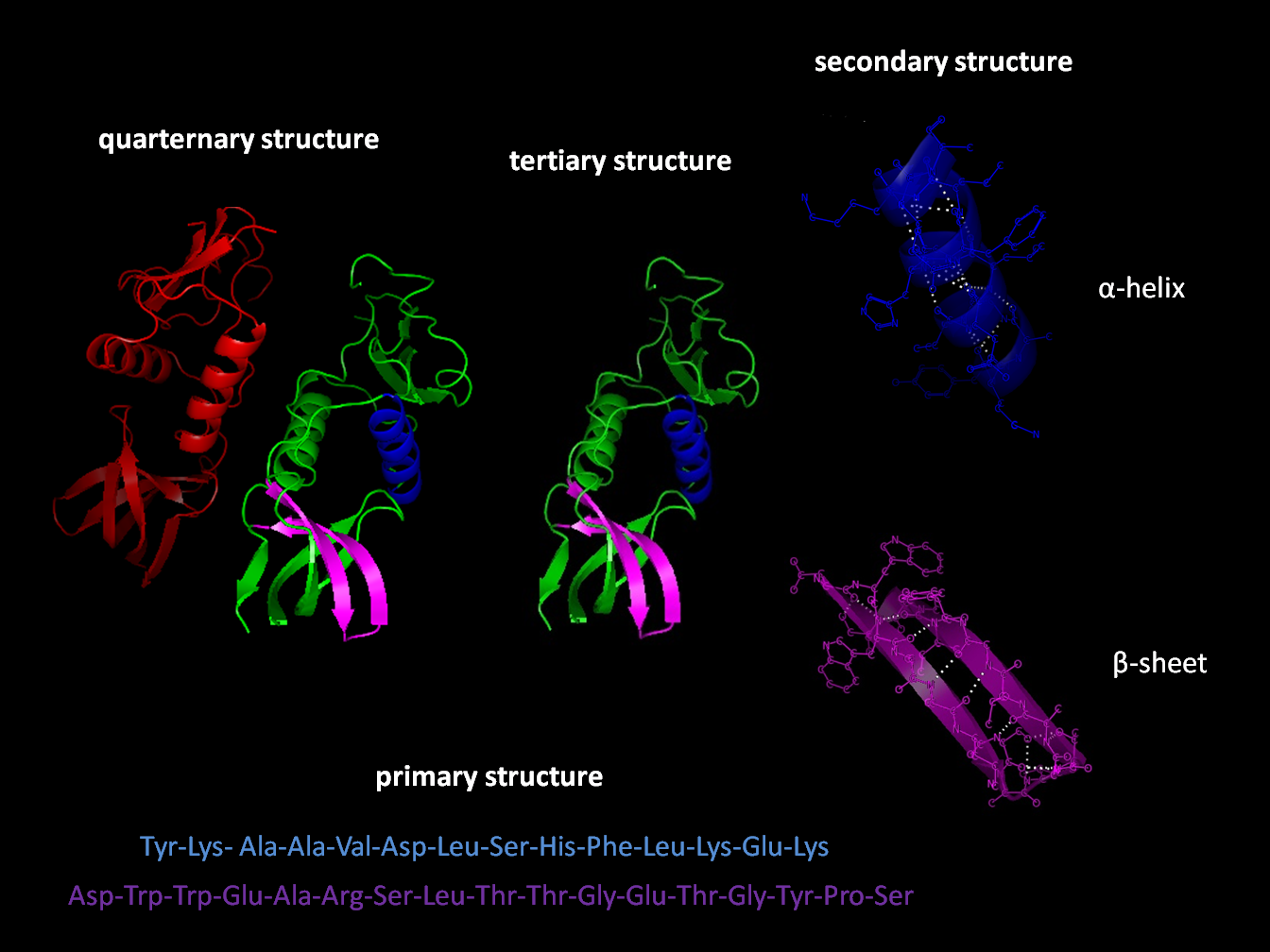 New Meta AI to predict protein structure/Nueva IA de Meta para predecir ...