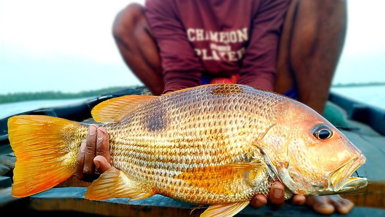 Sundarbans: The Worlds Largest Mangrove Forest — Hive