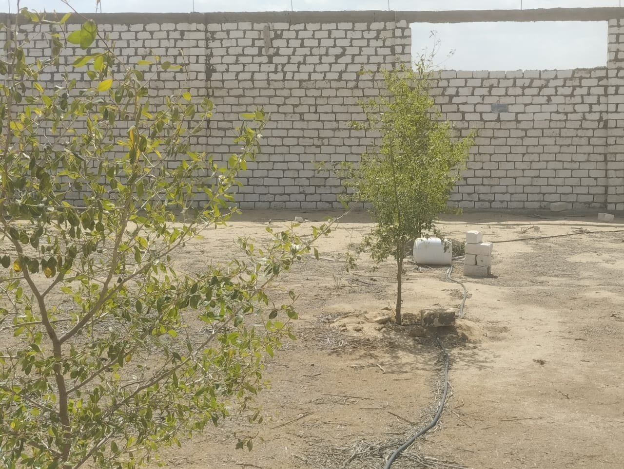 Sidra Tree — Hive