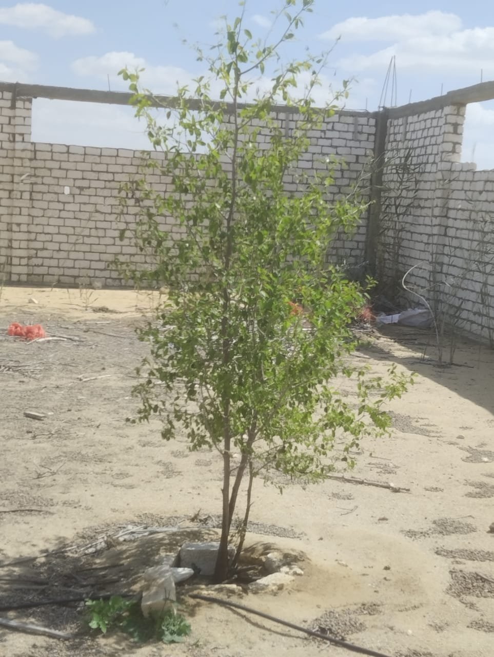 Sidra Tree — Hive
