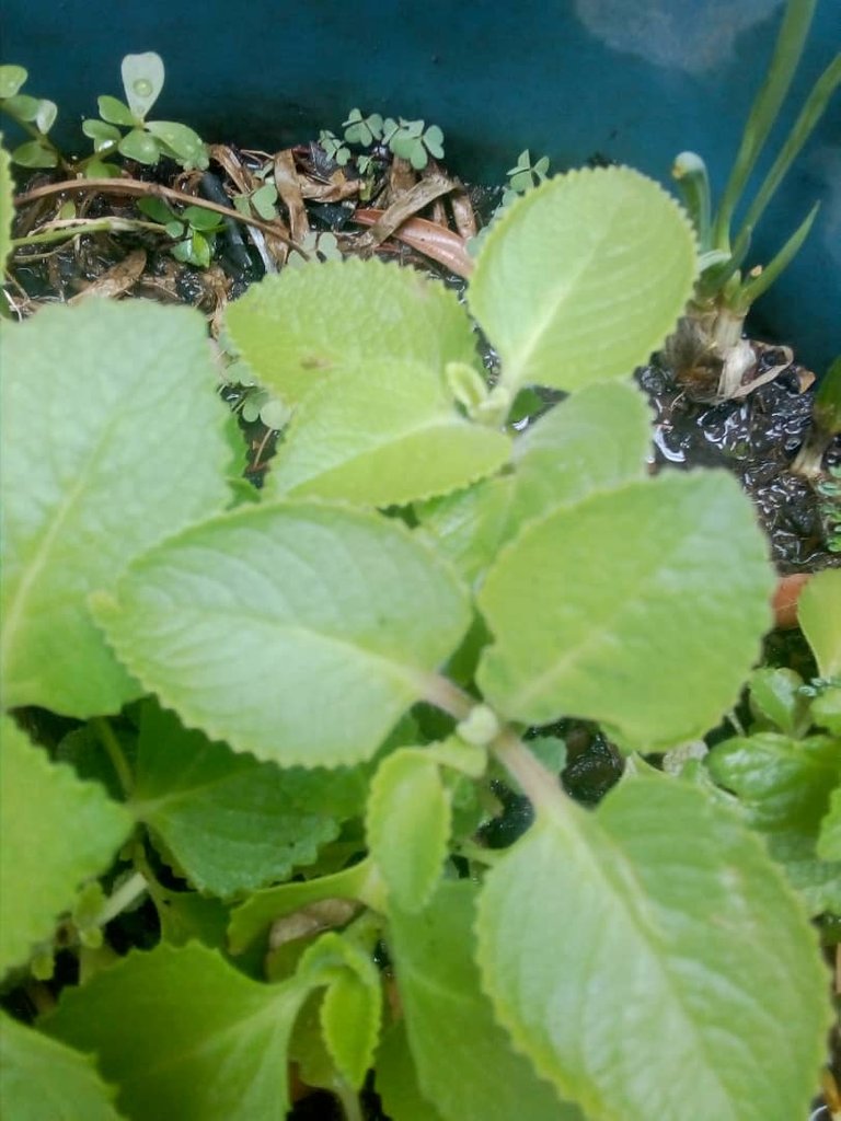 Biochemical Composition of the Oreganon (Plectranthus amboinicus) and ...