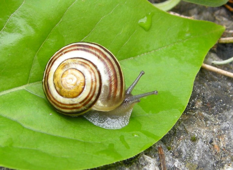 Scientific List Of Edible Land Snail Species — Hive