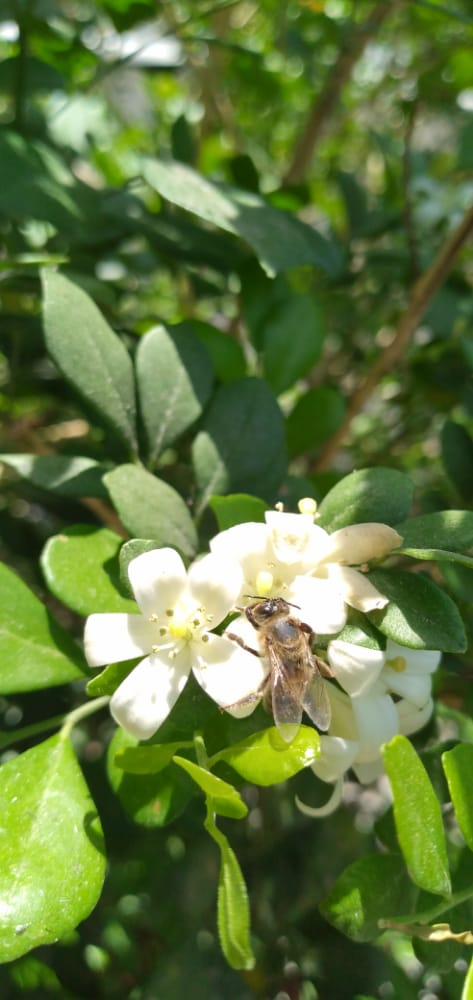 Hermosa Azahar de la India en floración — Hive
