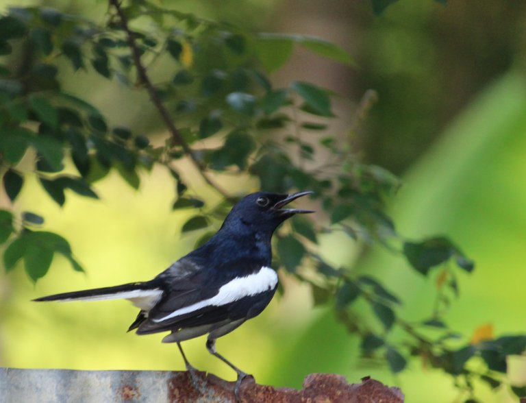 National Bird Of Bangladesh || Magpie Robin — Hive
