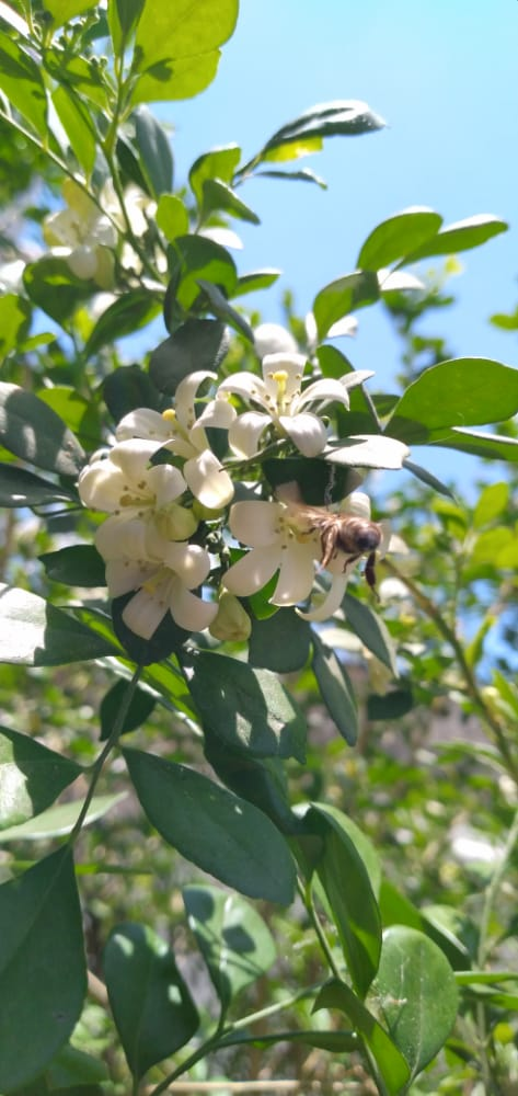 Hermosa Azahar de la India en floración — Hive