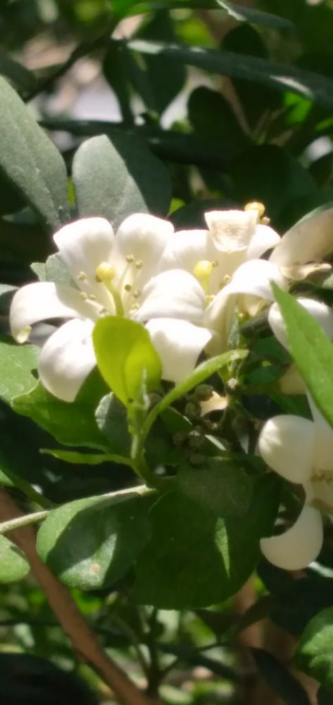 Hermosa Azahar de la India en floración — Hive