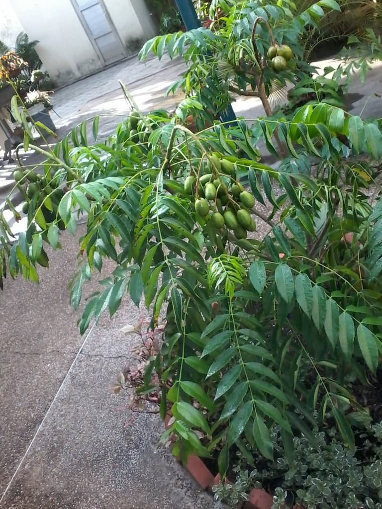 El Jobo y sus propiedades medicinales . / Jobo and its medicinal ...