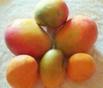 EL MANGO Y SUS VARIEDADES EN VENEZUELA — Hive