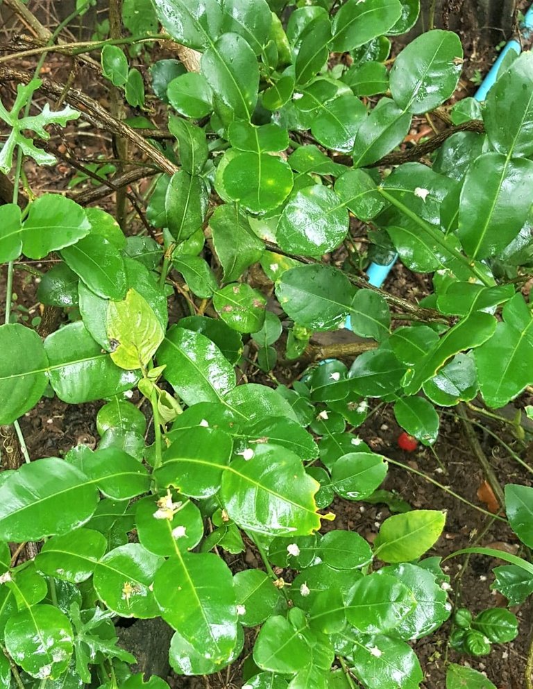 Kickass Kaffir Lime Anti-Inflammatory Thai Tea — Hive