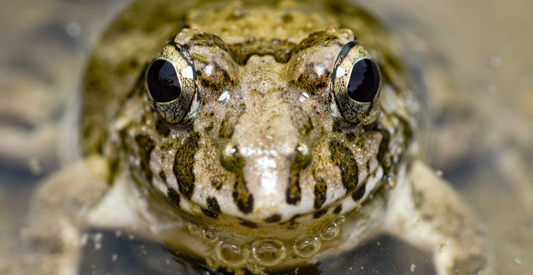 Grumpy Toad — Hive