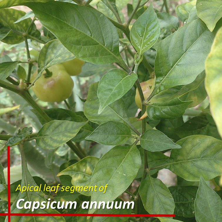 Phytopharmacological properties of Capsicum annum specimens (Sweet ...