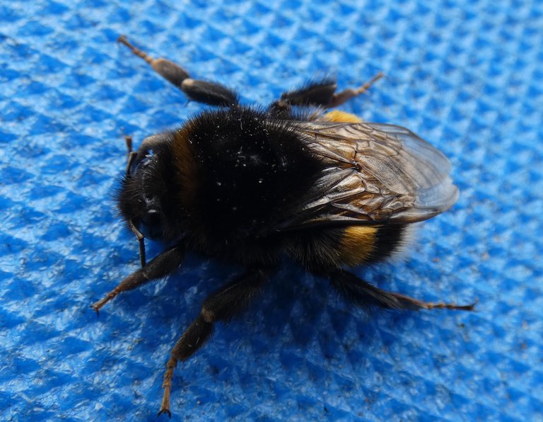 Bumblebee - docile, hairy fat ;)