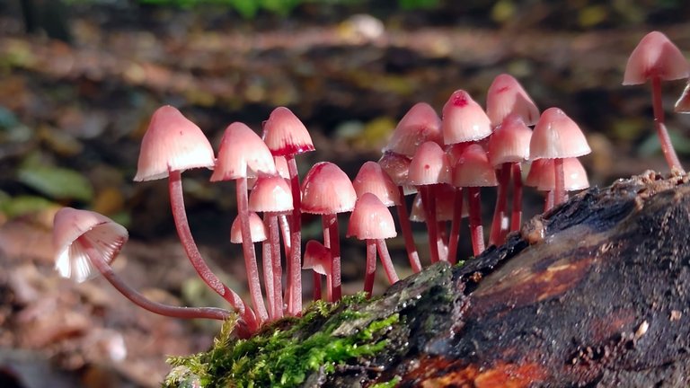 Mycena haematopus bleeding fungus with bioluminescent properties