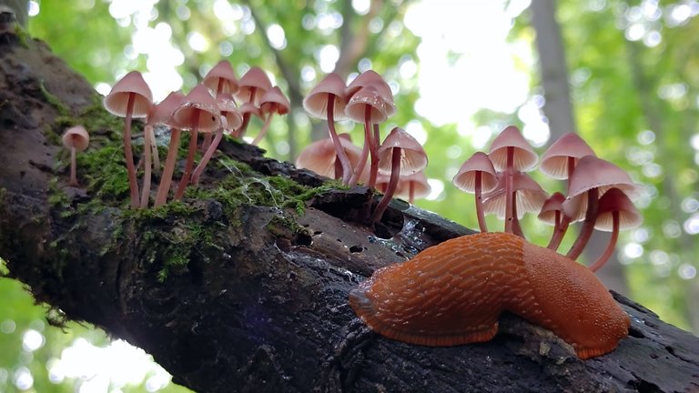 Mycena haematopus bleeding fungus with bioluminescent properties