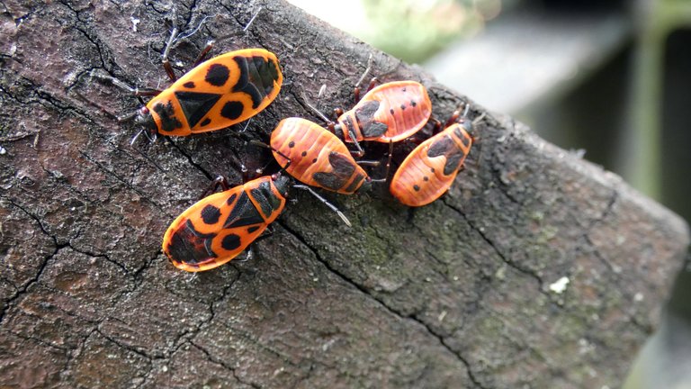 The Firebug Pyrrhocoris apterus - a bug called a tram driver