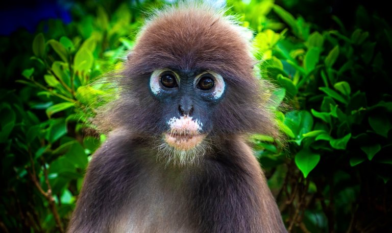 Langkawi Island - perpetually surprised Langury, Sky bridge, Kilim Park ...