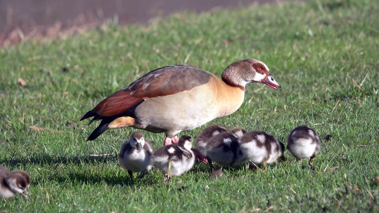 The Egyptian goose, the symbol of the sacred bird in Ancient Egypt