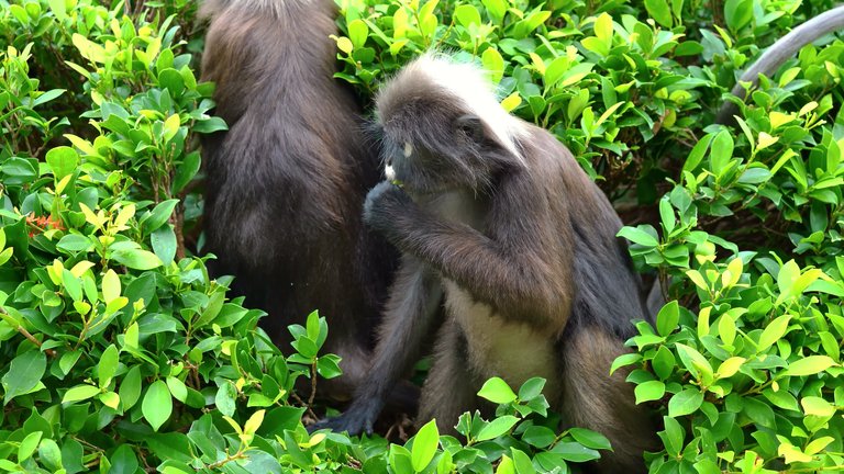 Langkawi Island - perpetually surprised Langury, Sky bridge, Kilim Park ...