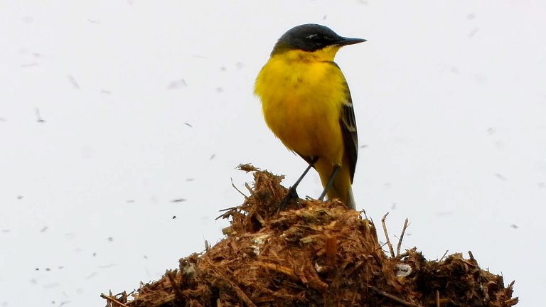 Yellow Wagtail - a bird that has many names