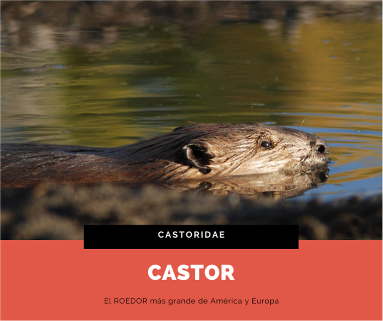 Especies semiacuáticas: Castor y Nutria — Hive