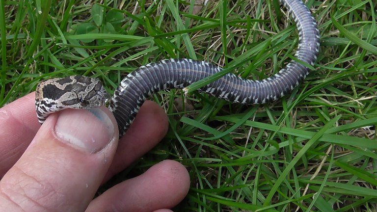 THE EASTERN HOGNOSE SNAKE - A PHOTOGRAPHIC EXPERIENCE PLUS A FEW SHORT ...