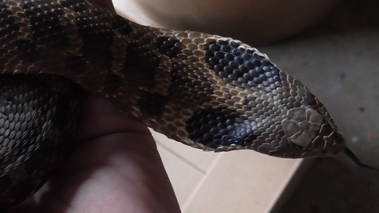 THE EASTERN HOGNOSE SNAKE - A PHOTOGRAPHIC EXPERIENCE PLUS A FEW SHORT ...