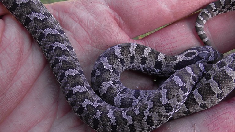 THE EASTERN HOGNOSE SNAKE - A PHOTOGRAPHIC EXPERIENCE PLUS A FEW SHORT ...