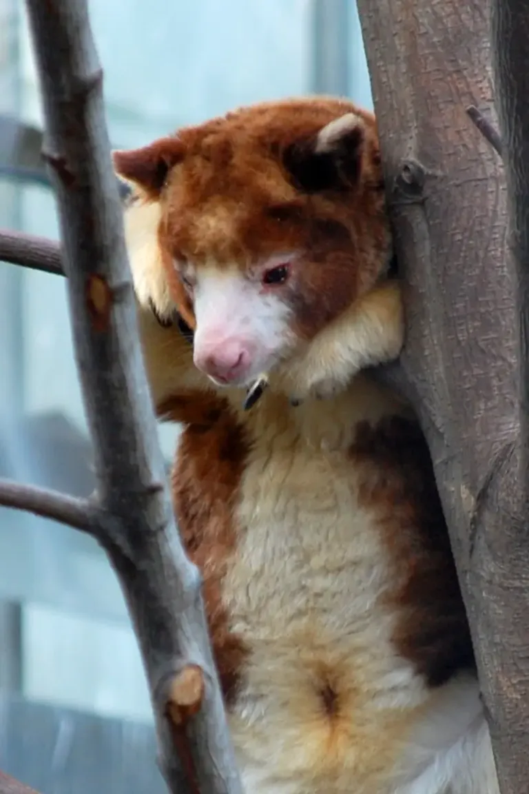 Tree Kangaroos - A Critically Extinct Specie Group — Hive