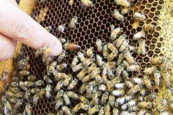 Queen bee vs Queen ants — Hive