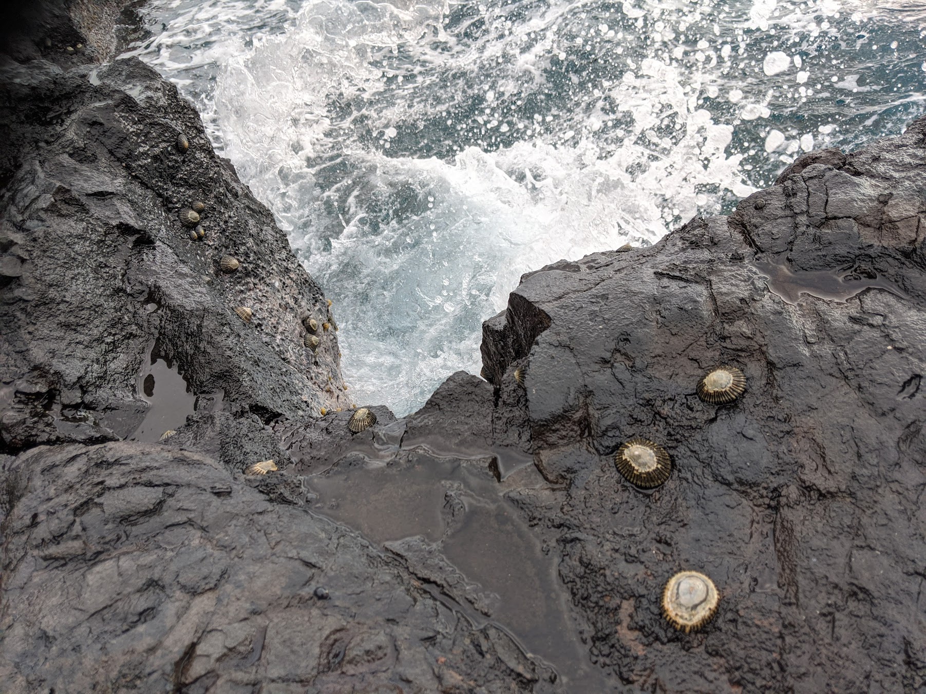 Opihi On The Cliffs Big Island Hawaii — Hive